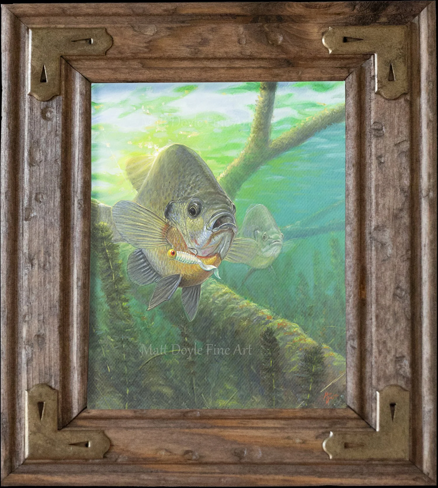 Bluegill Wallpaper