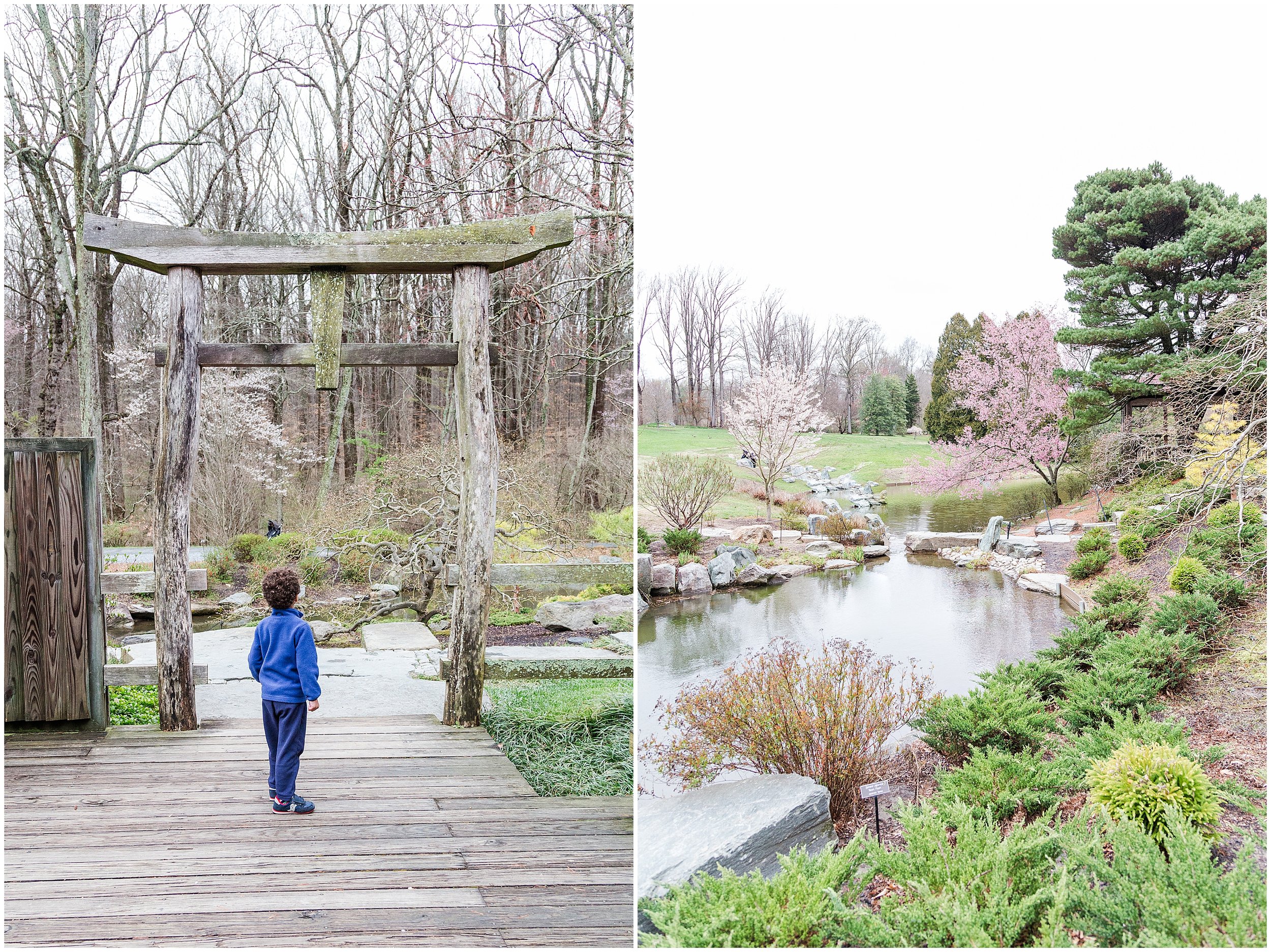 10 Best Cherry Blossom Spots in DC & Maryland (Without the Crowds ...