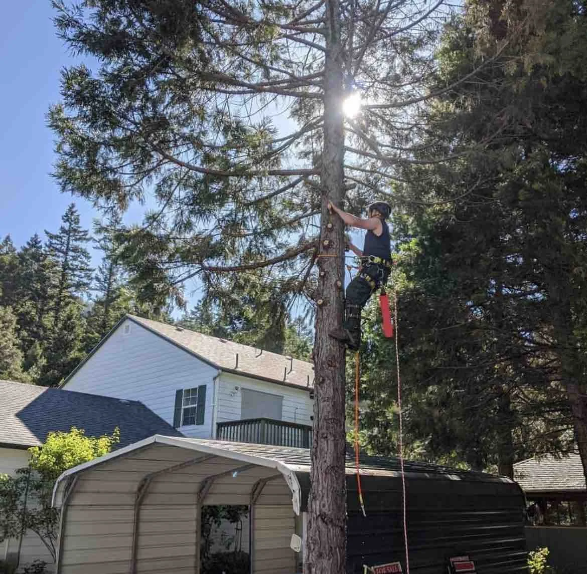 Projects — FORESTSCAPES LLC