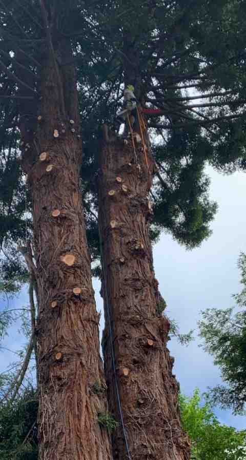 Projects — FORESTSCAPES LLC