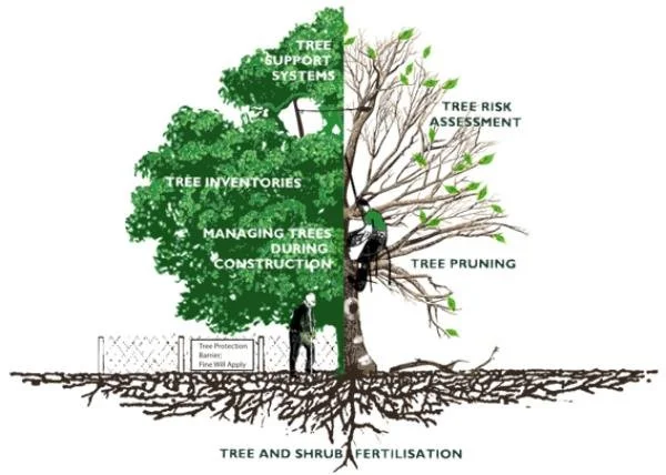 ISA Certified Arboriculture Services | Northern California ...