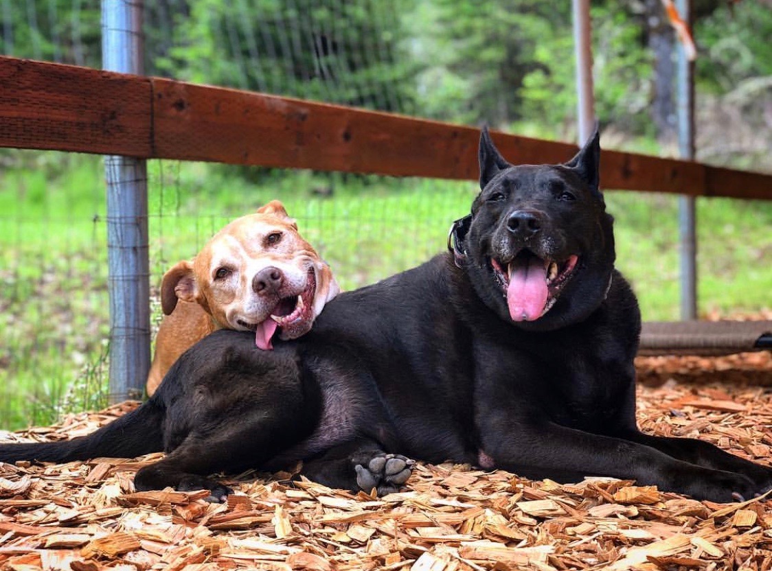 SENIORS — Northwest Dog Project