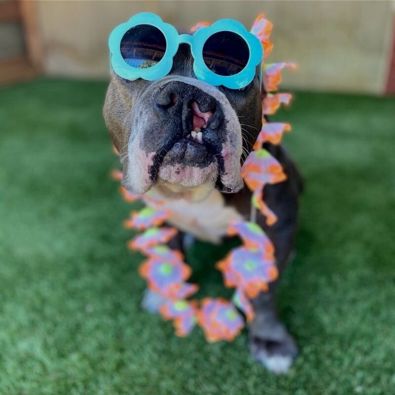 Northwest Dog Project