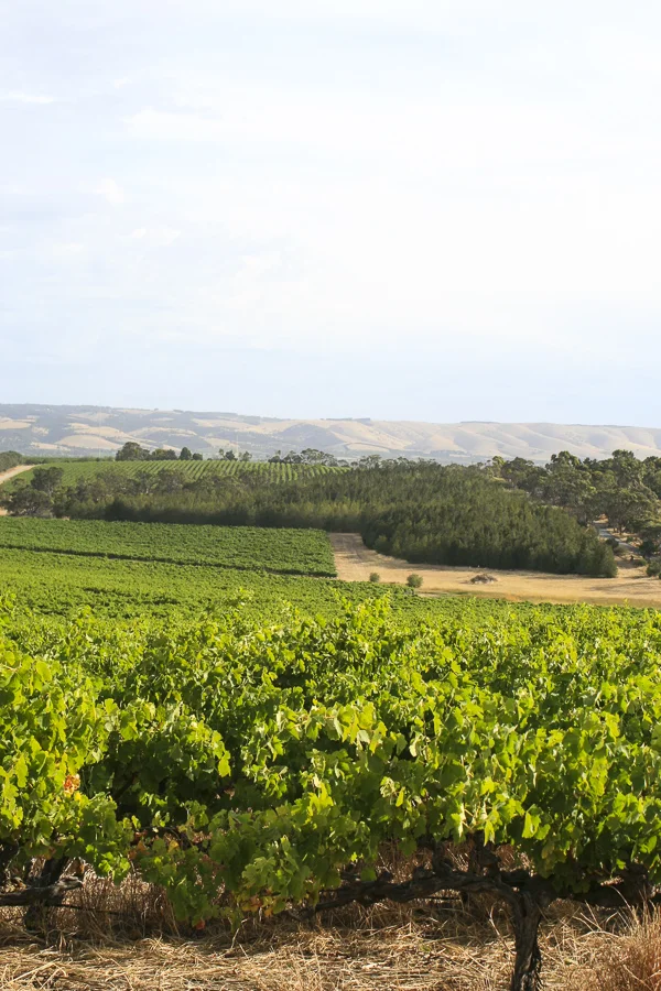 Our Delicious Adventure - Fleurieu Peninsula, SA - Australia — Jane Grover