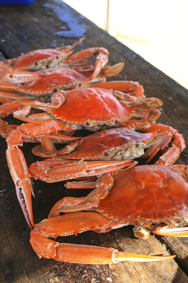 Our Delicious Adventure - Streaky Bay, SA - Australia — Jane Grover