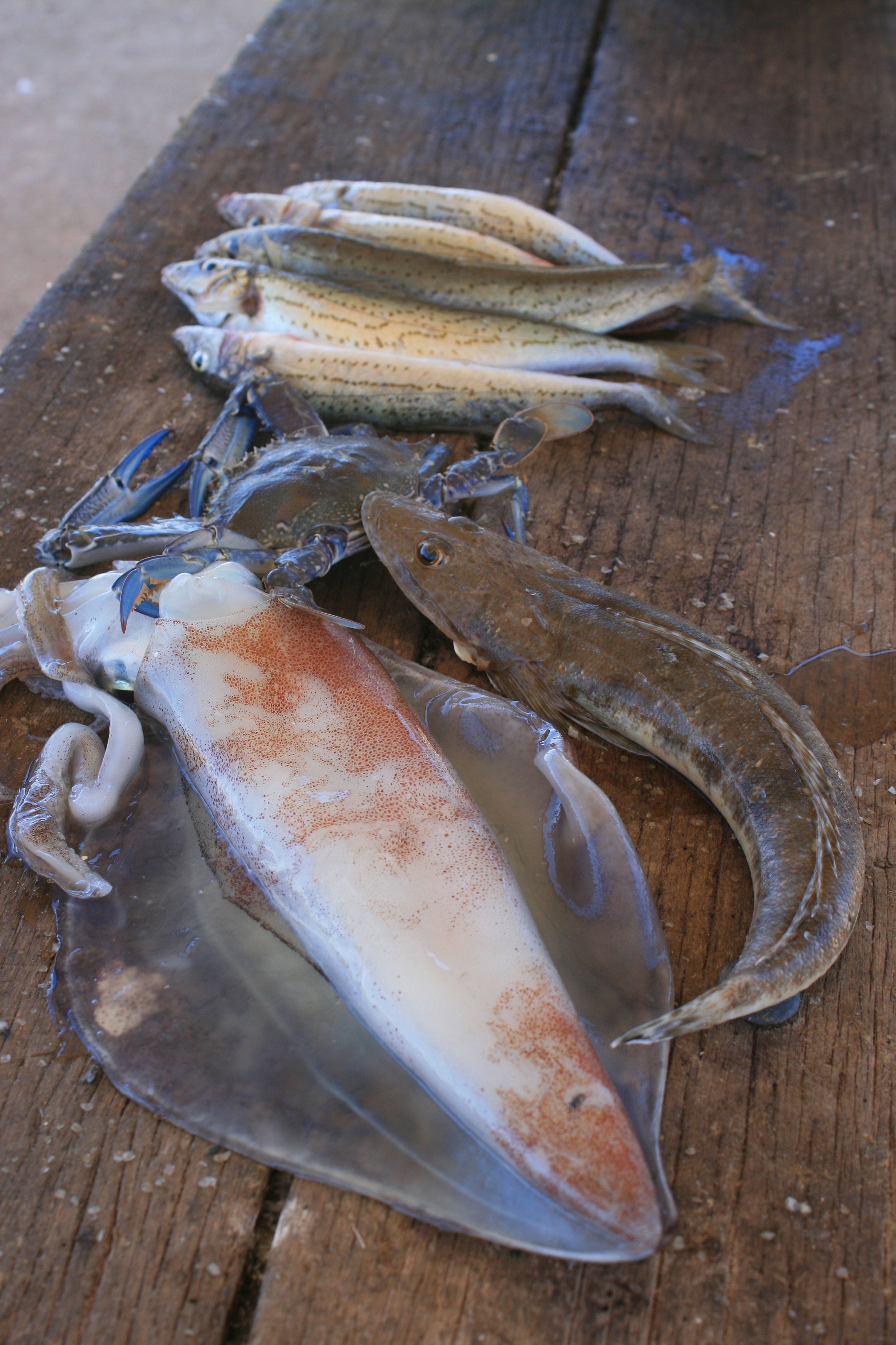 Our Delicious Adventure - Streaky Bay, SA - Australia — Jane Grover