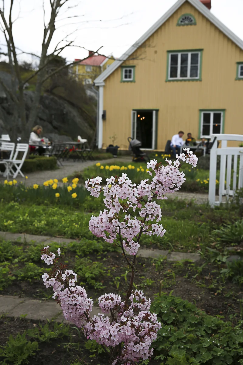A Taste of Gothenburg, Sweden — Jane Grover