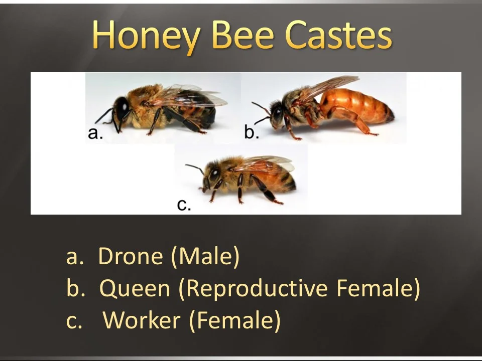 HONEY BEES — Los Angeles County Beekeepers Association