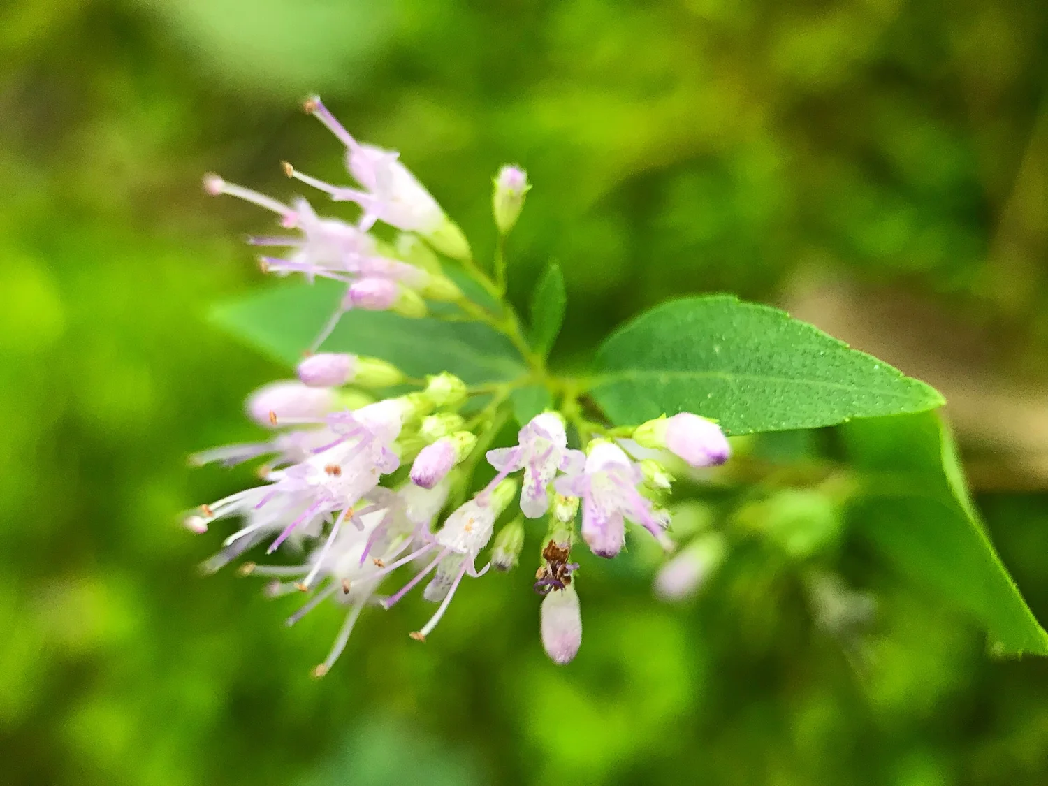 Sovereignty Herbs ~ Tales of American Dittany