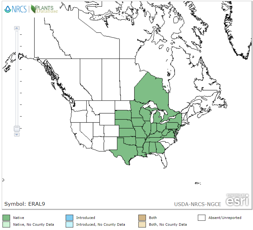 Sovereignty Herbs ~ Rise of the Trout Lilies: Witnessing Resilience