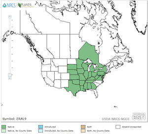 Sovereignty Herbs ~ Rise of the Trout Lilies: Witnessing Resilience