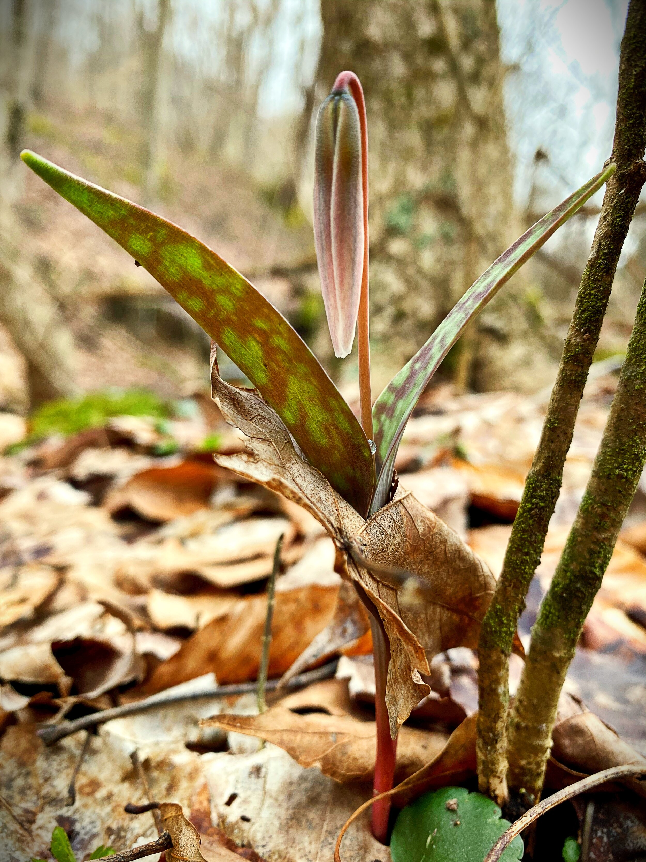 Sovereignty Herbs ~ Rise of the Trout Lilies: Witnessing Resilience