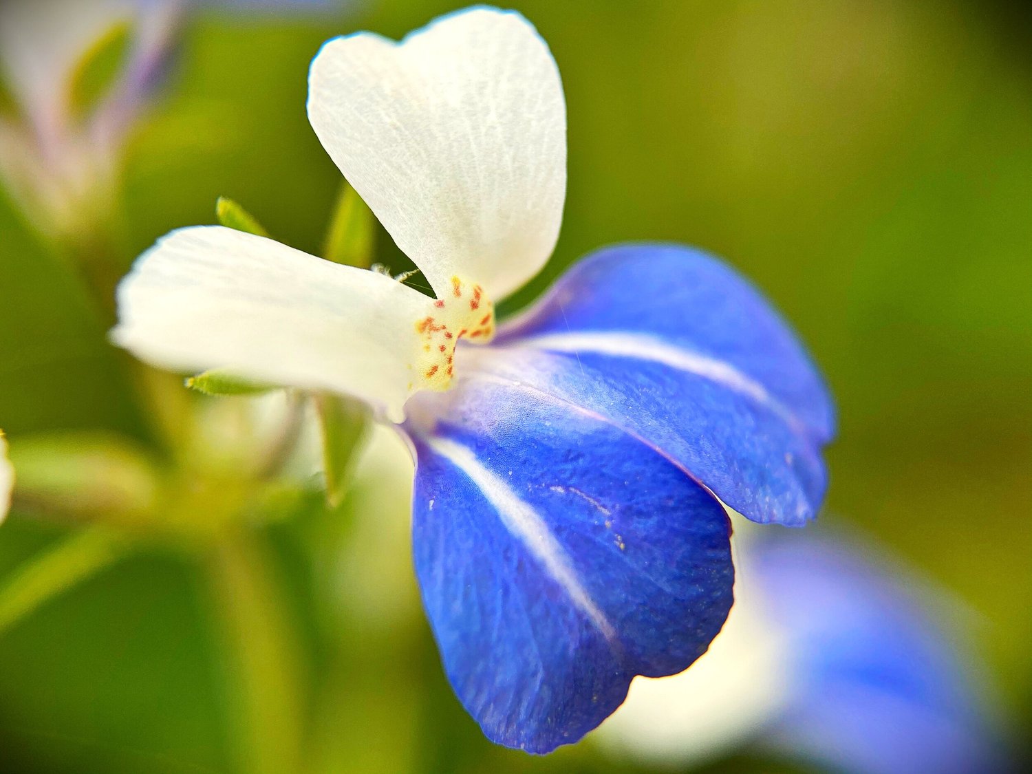 Sovereignty Herbs ~ The Benevolence of Blue-eyed Mary (Collinsia verna)