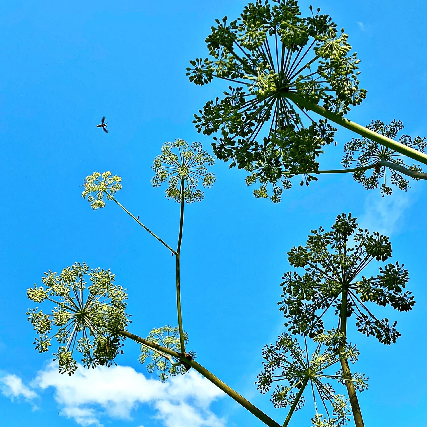 Angelica Flower Essence | Best Flower Site