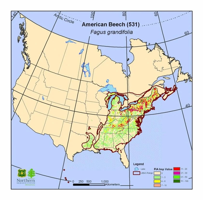 Sovereignty Herbs ~ The Rediscovery of American Beech (Fagus ...