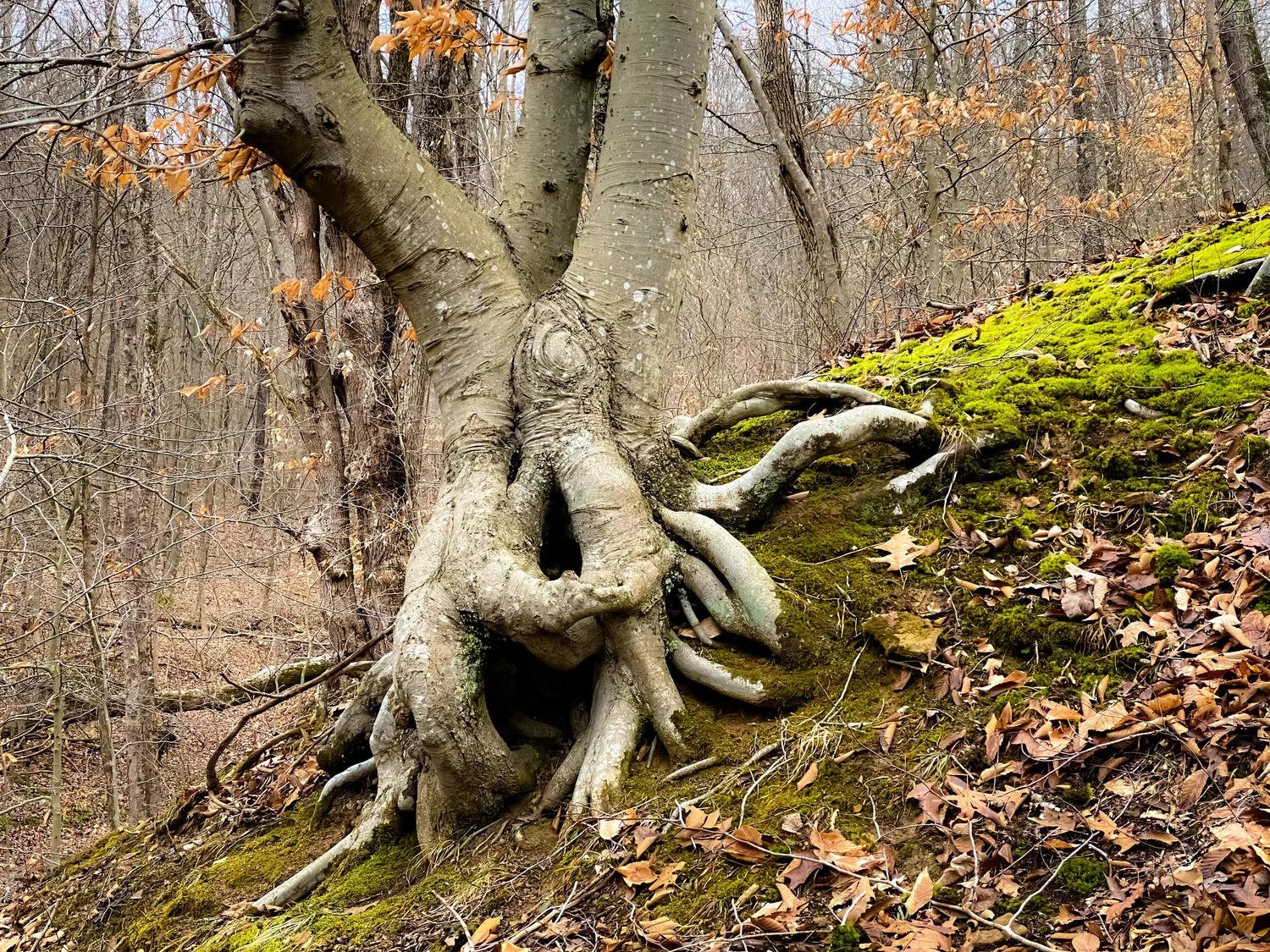 Sovereignty Herbs ~ The Rediscovery of American Beech (Fagus ...