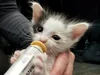 Support PACC Pets — Friends of Pima Animal Care Center