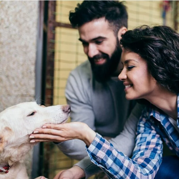 Support PACC Pets — Friends of Pima Animal Care Center