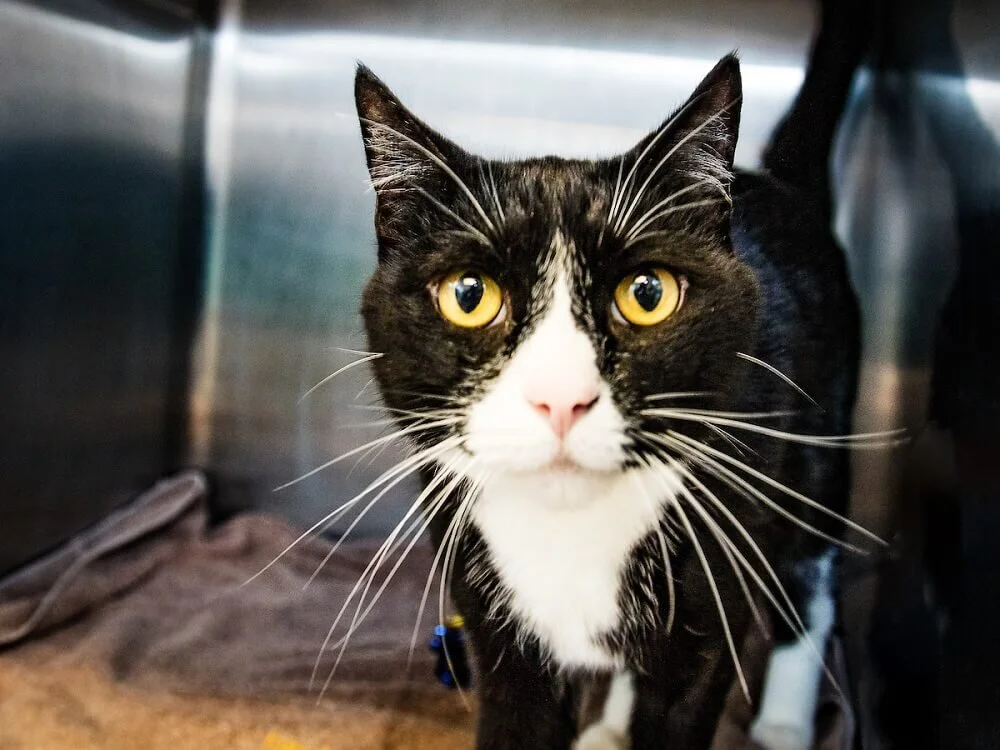 FAQs — Friends of Pima Animal Care Center