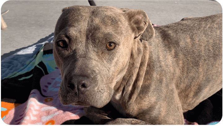 New Surgery at PACC Saves Nina's Life — Friends of Pima Animal Care Center