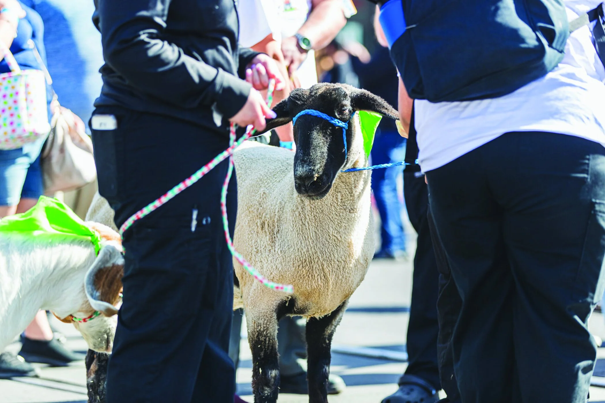 POPP — Friends of Pima Animal Care Center