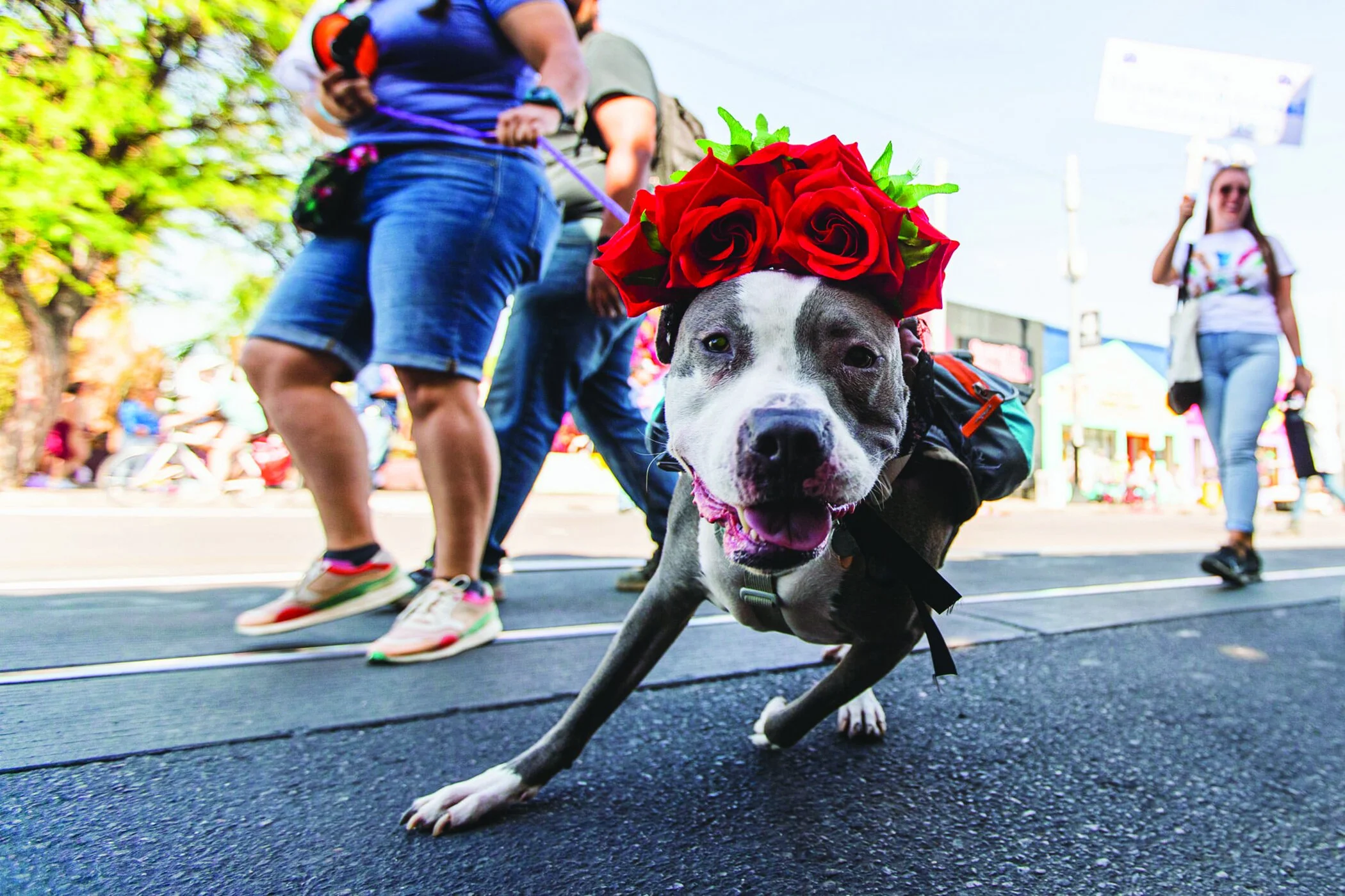 POPP — Friends of Pima Animal Care Center