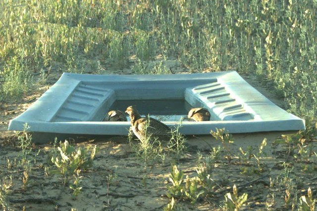 Full Ramp 500 Guzzler — Rainmaker Wildlife Products