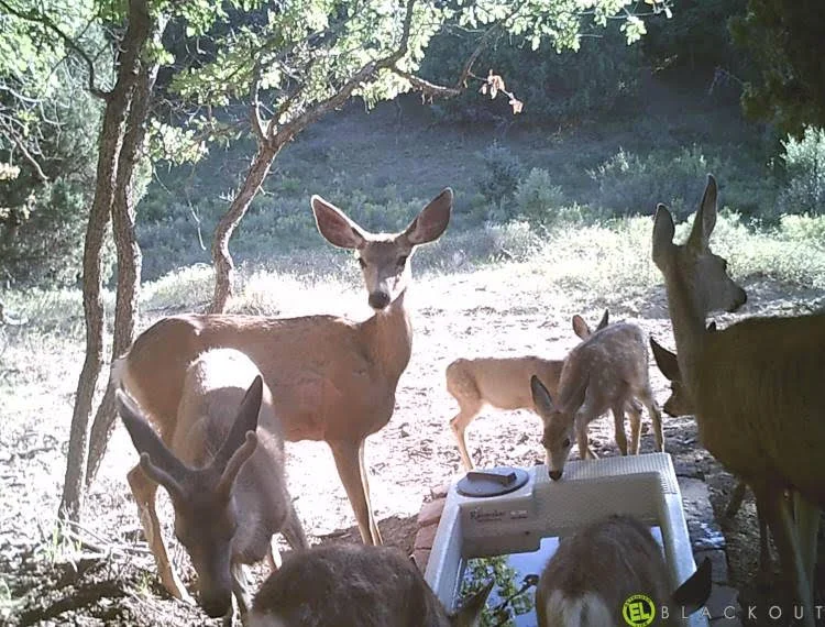 Rainmaker Drinker 110 – Wildlife Water Guzzler System — Rainmaker ...
