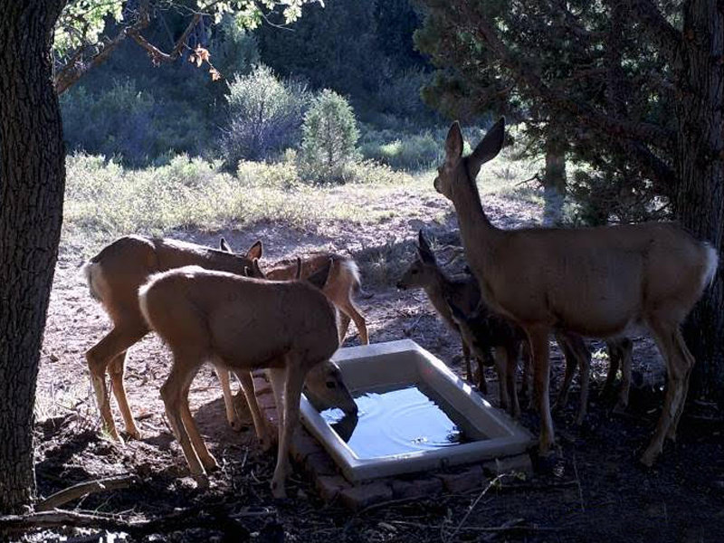 Rainmaker Drinker 110 – Wildlife Water Guzzler System — Rainmaker ...