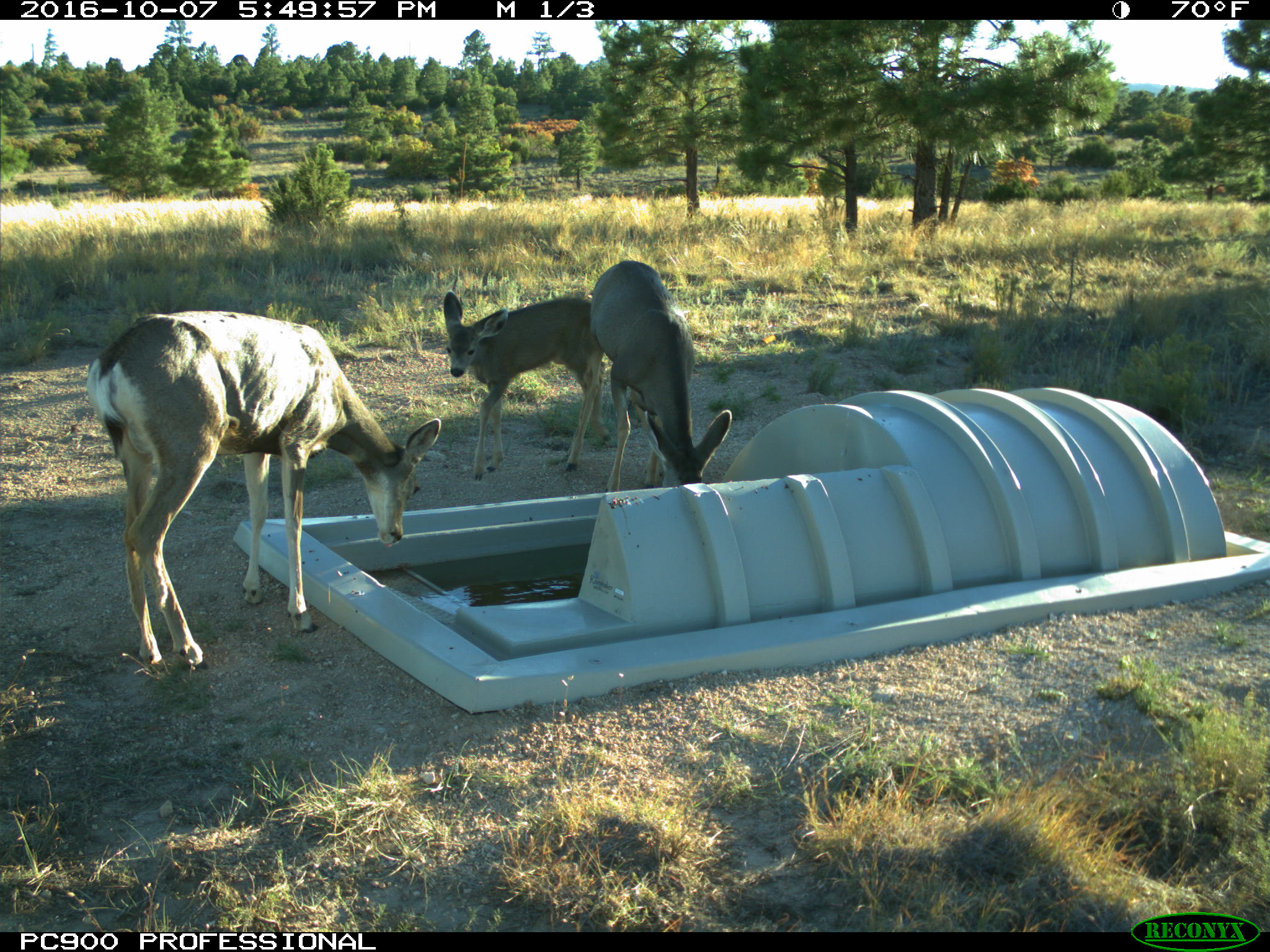 Guzzler Basics — Rainmaker Wildlife Products