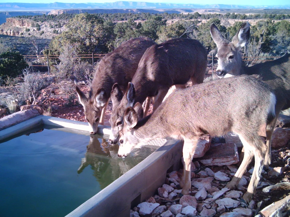 Rainmaker Wildlife Products | Sustainable Water Access for Wildlife ...