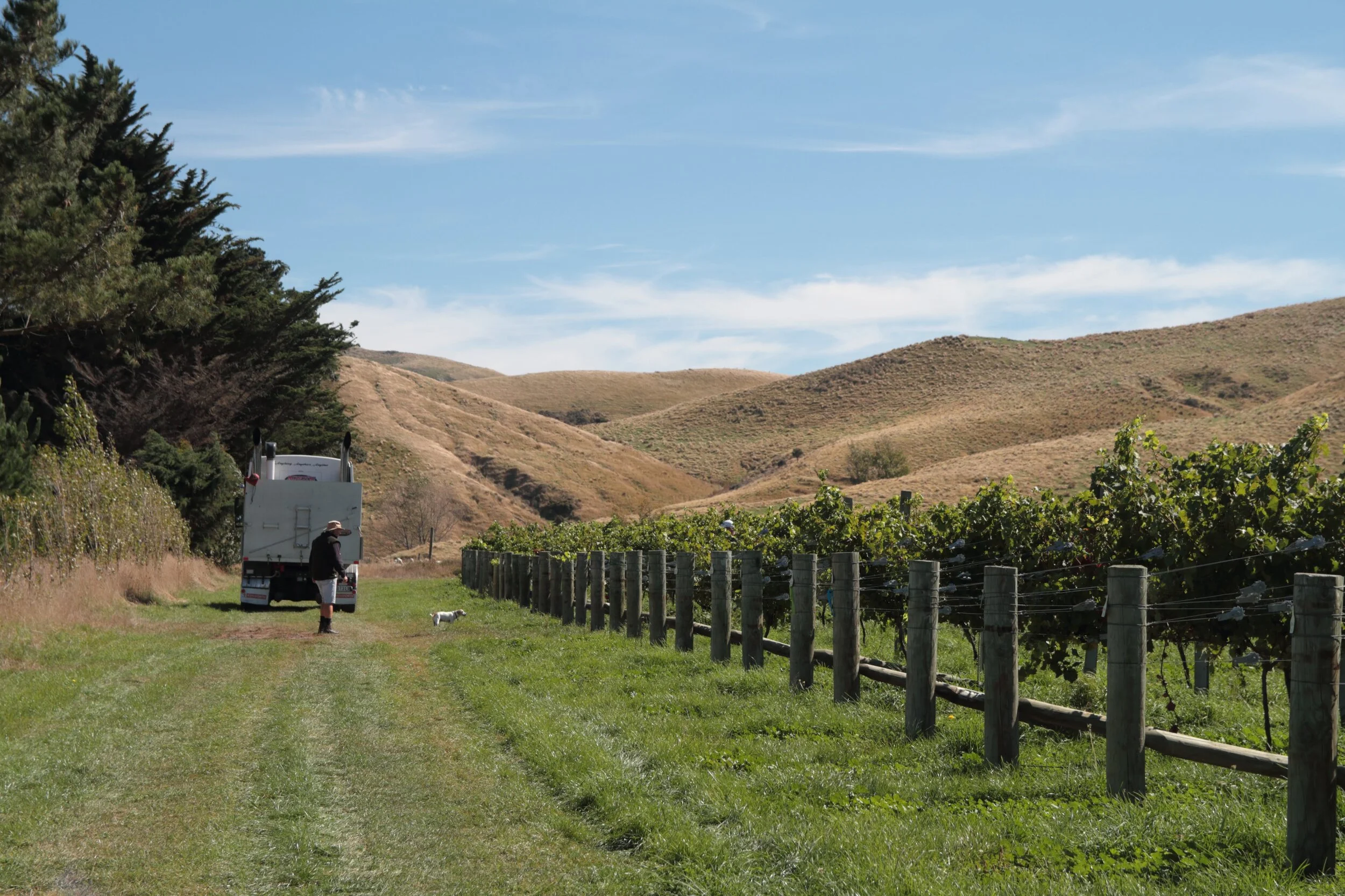 THE VINEYARD — Ward Valley Estate Wines