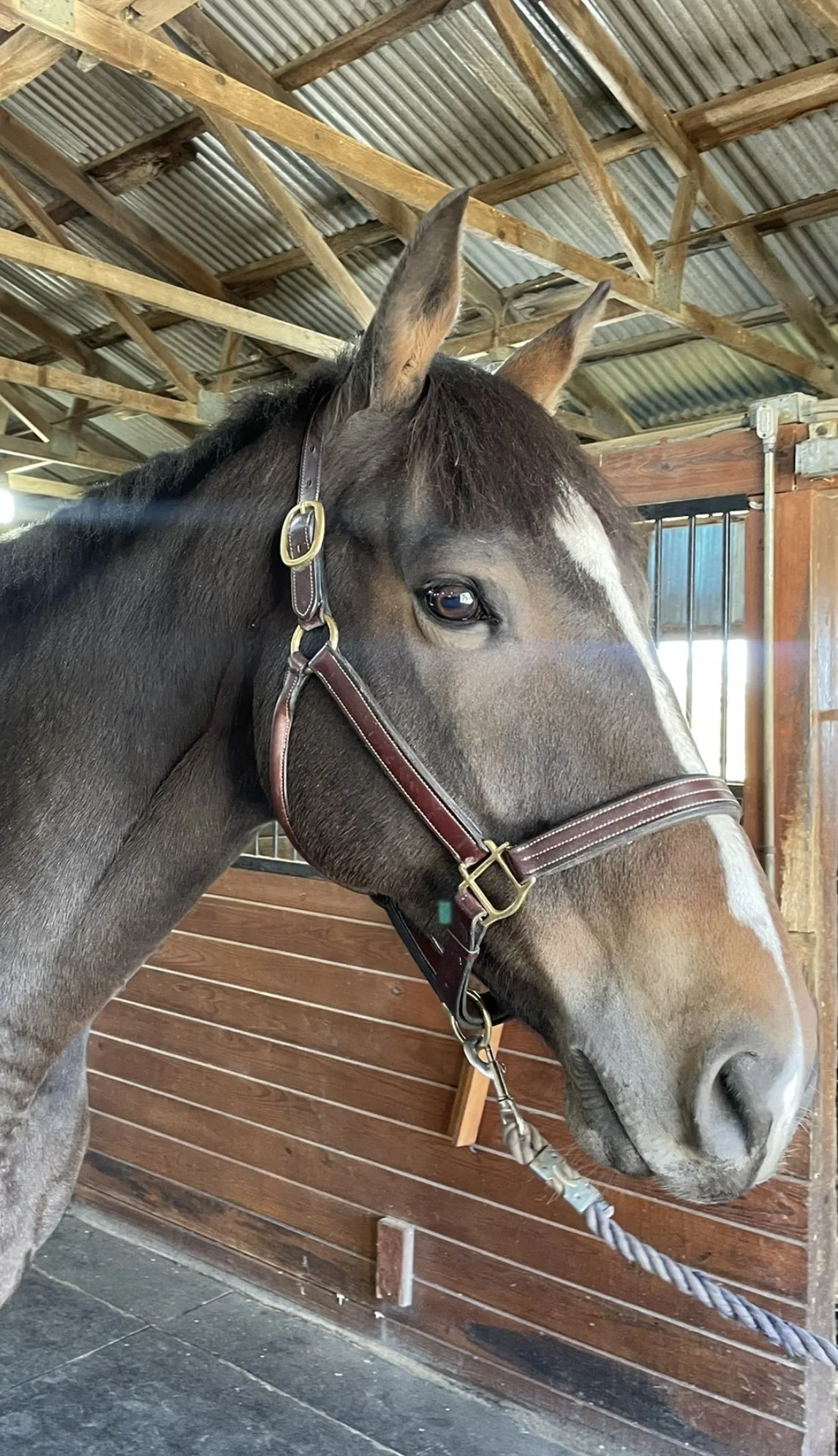 For Sale — Allforit Farm