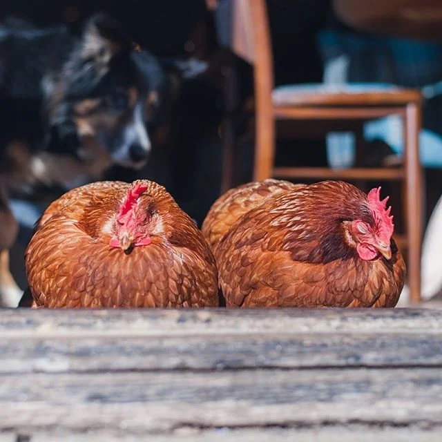 The Railway Inn Botley - Pub & Restaurant - Home Delivery - Southampton