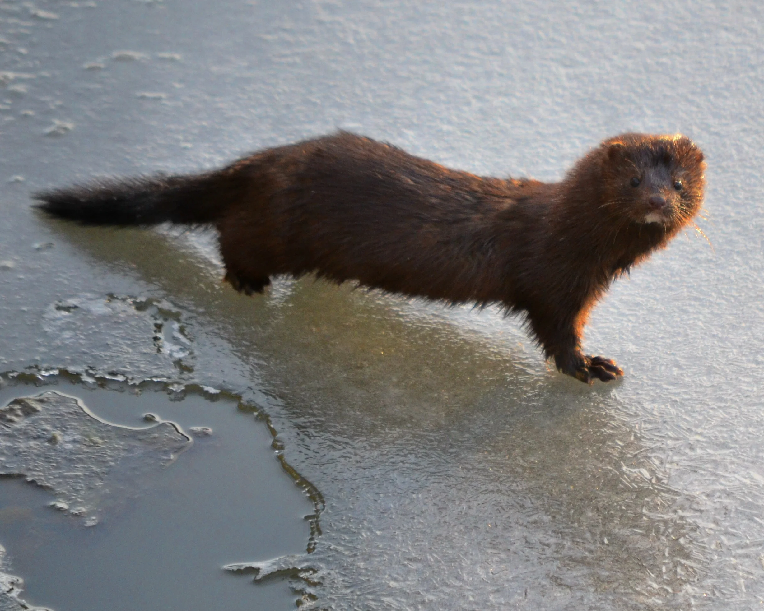 Wildlife Register Tour the Towpath