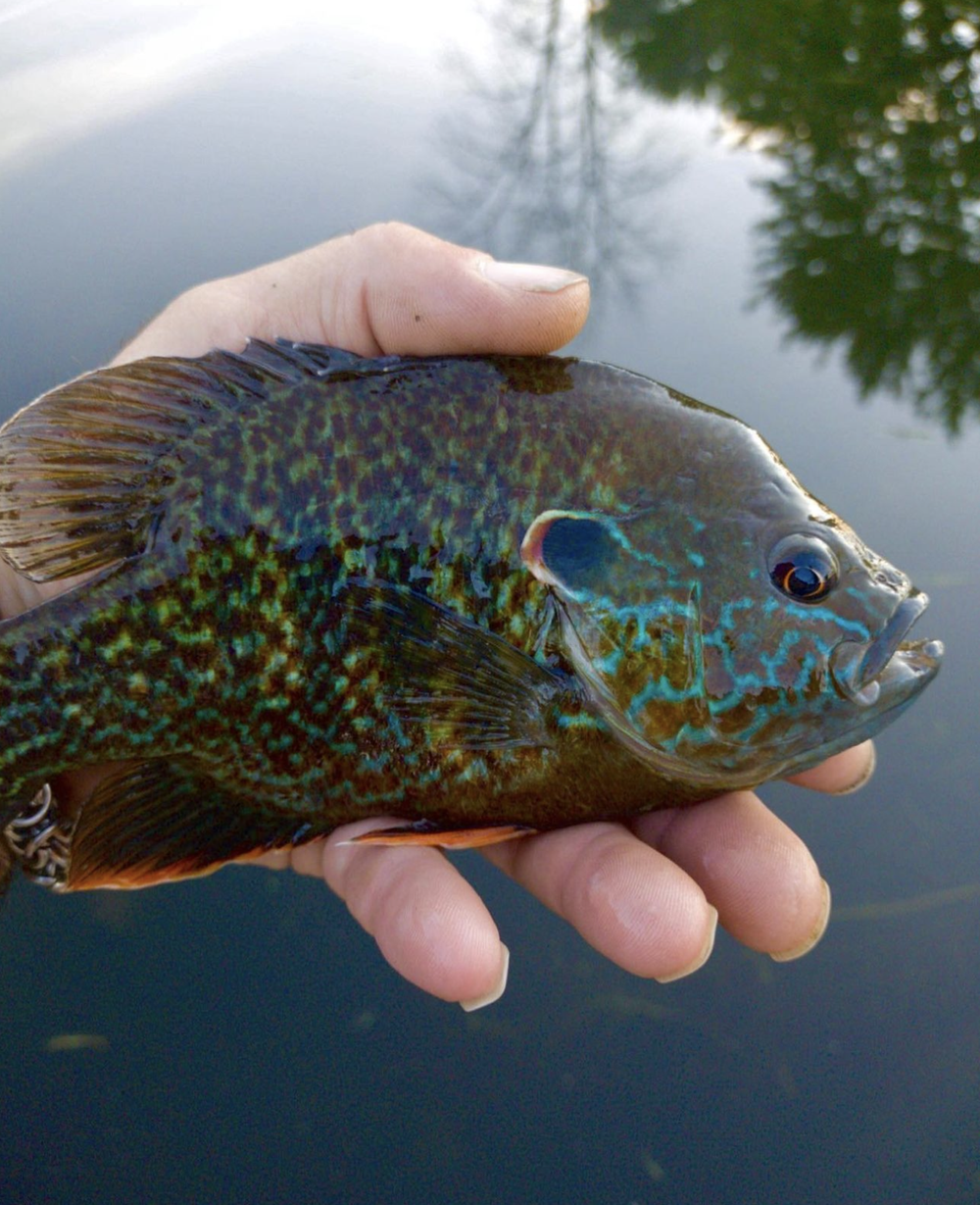 Fish Species Old Erie Canal