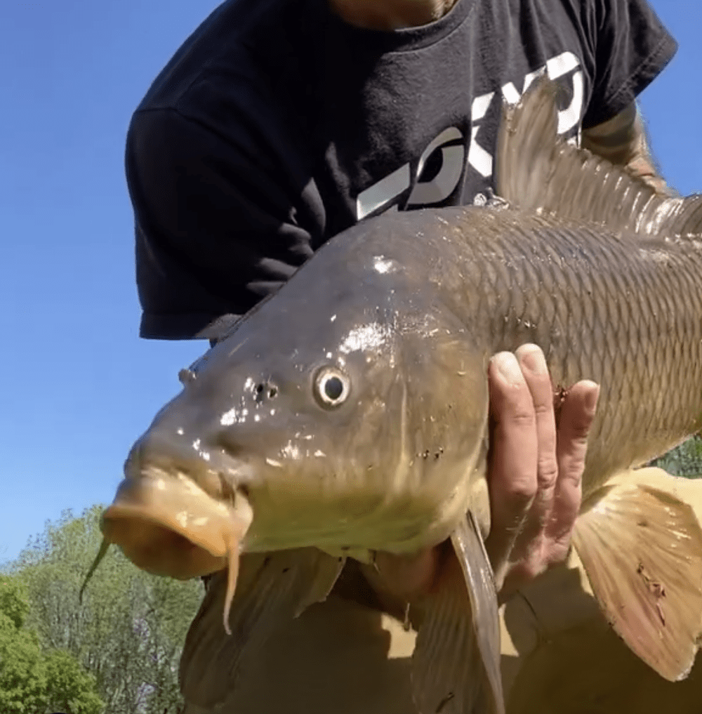 Fish Species Old Erie Canal