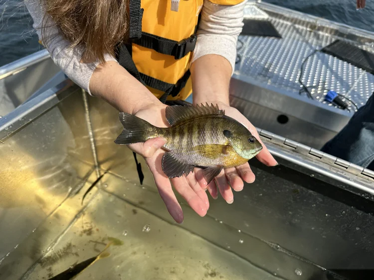 Fish Species Old Erie Canal