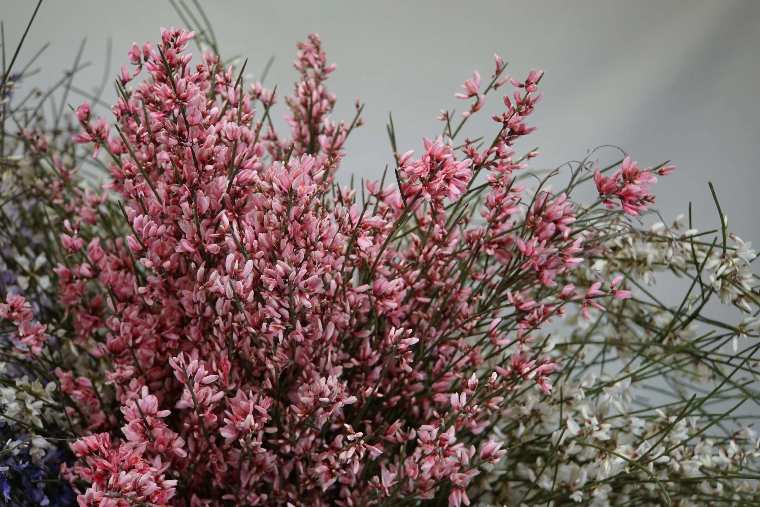 Ginestra Flower | Best Flower Site