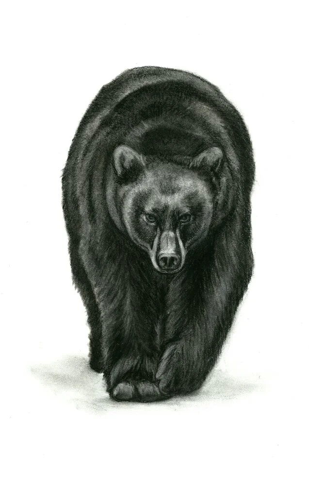How To Draw A Black Bear Easy