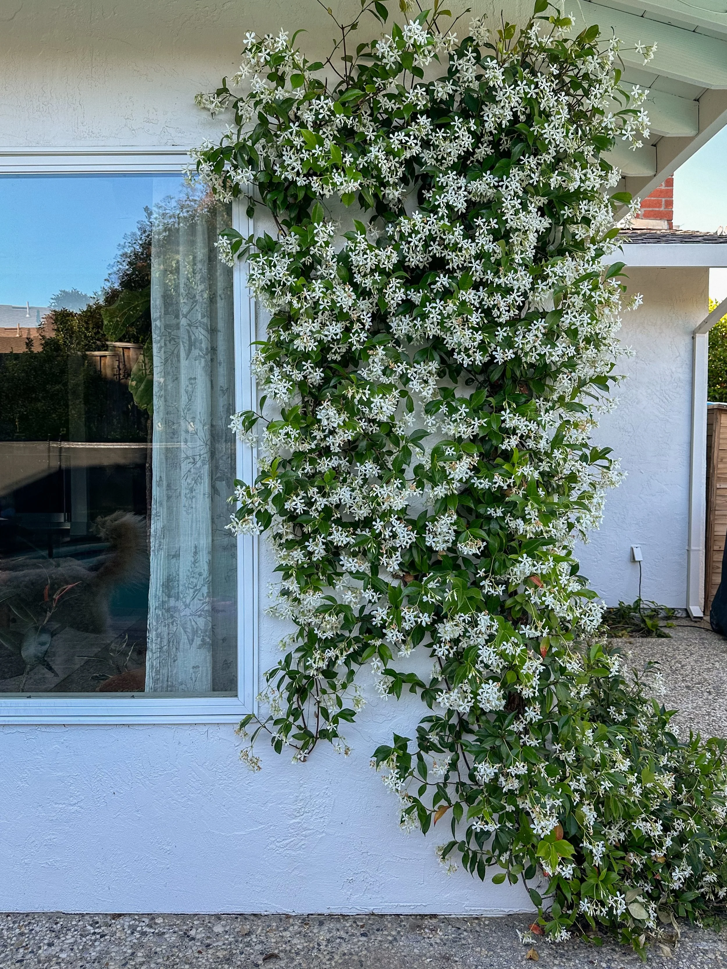 DIY Star Jasmine Trellis Wall — REBECCA & GENEVIEVE