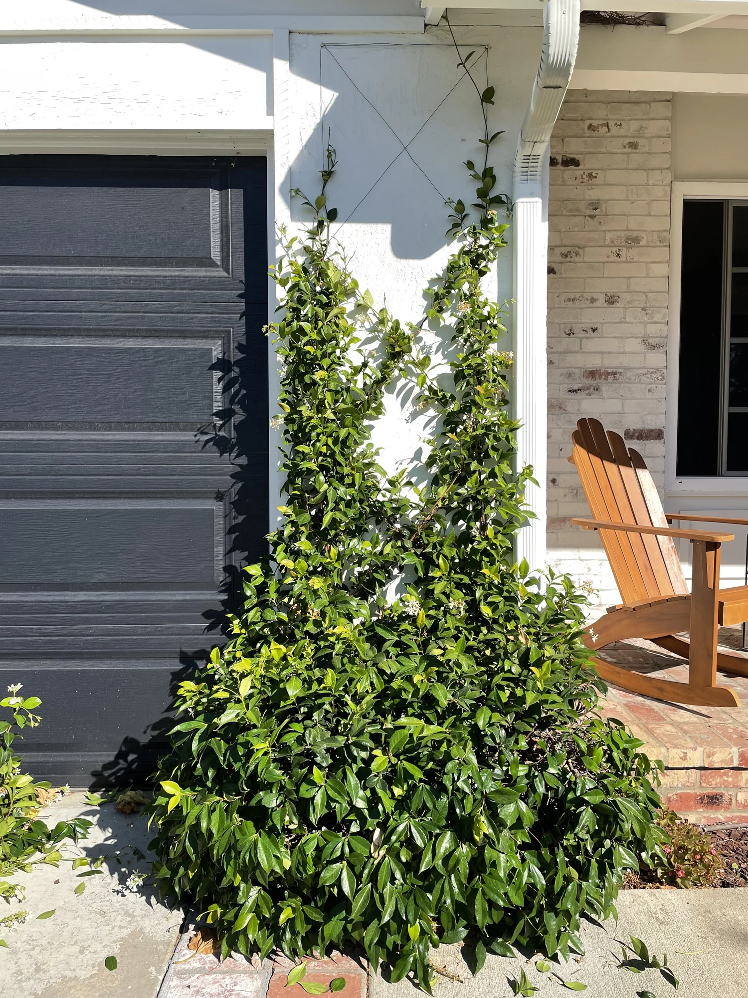 DIY Star Jasmine Trellis Wall — REBECCA & GENEVIEVE