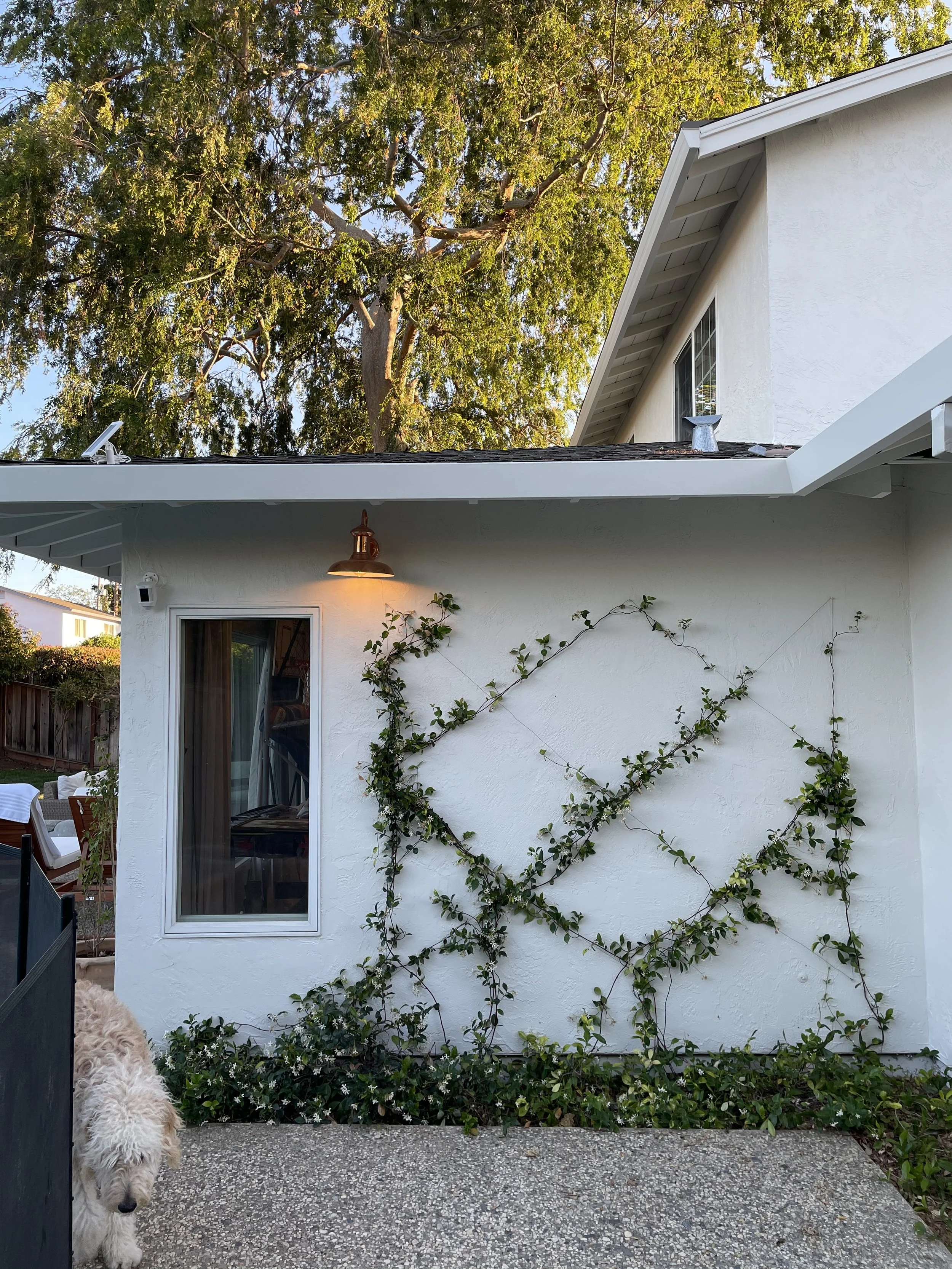 DIY Star Jasmine Trellis Wall — REBECCA & GENEVIEVE