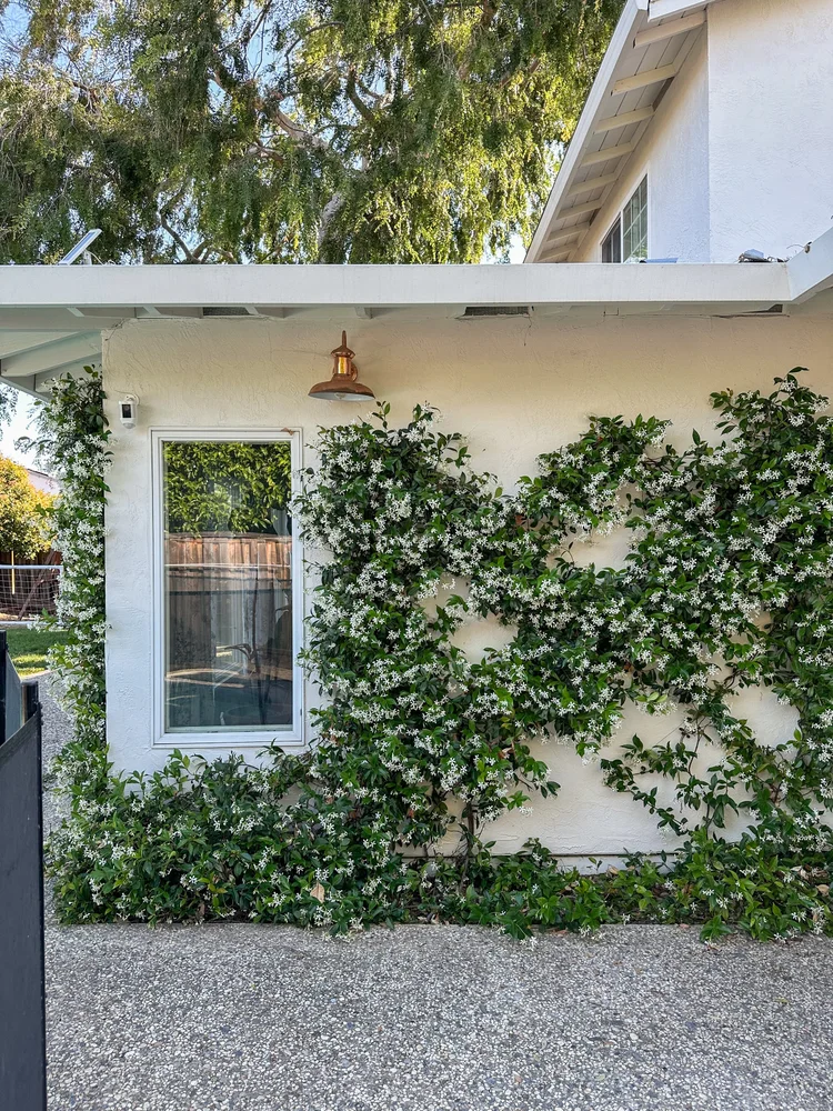 DIY Star Jasmine Trellis Wall — REBECCA & GENEVIEVE
