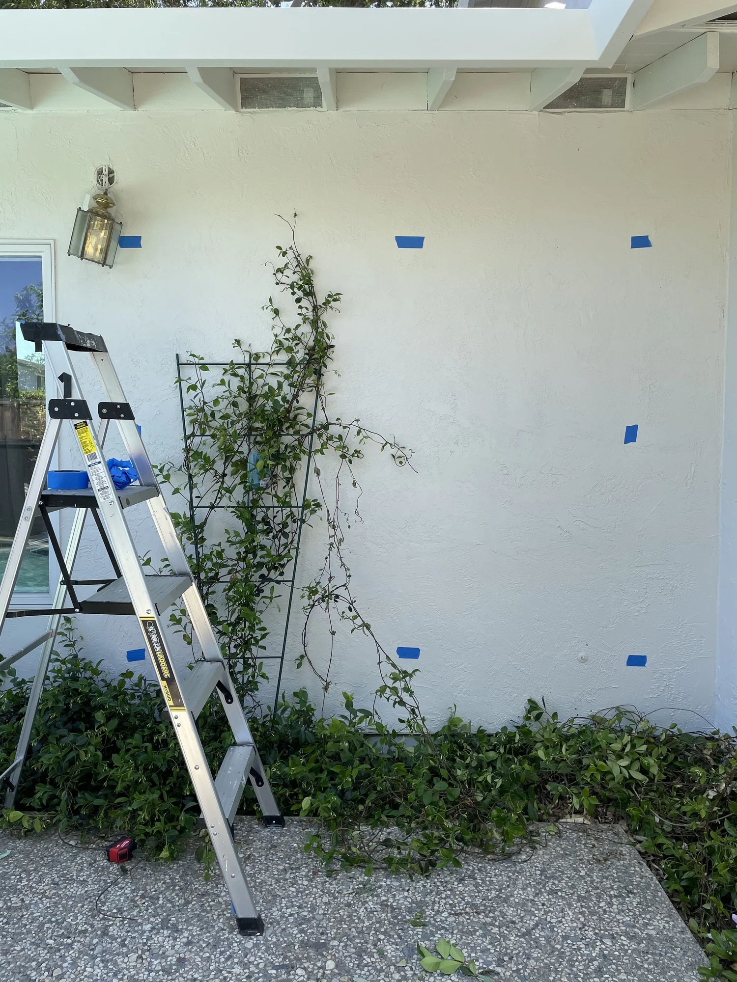 DIY Star Jasmine Trellis Wall — REBECCA & GENEVIEVE