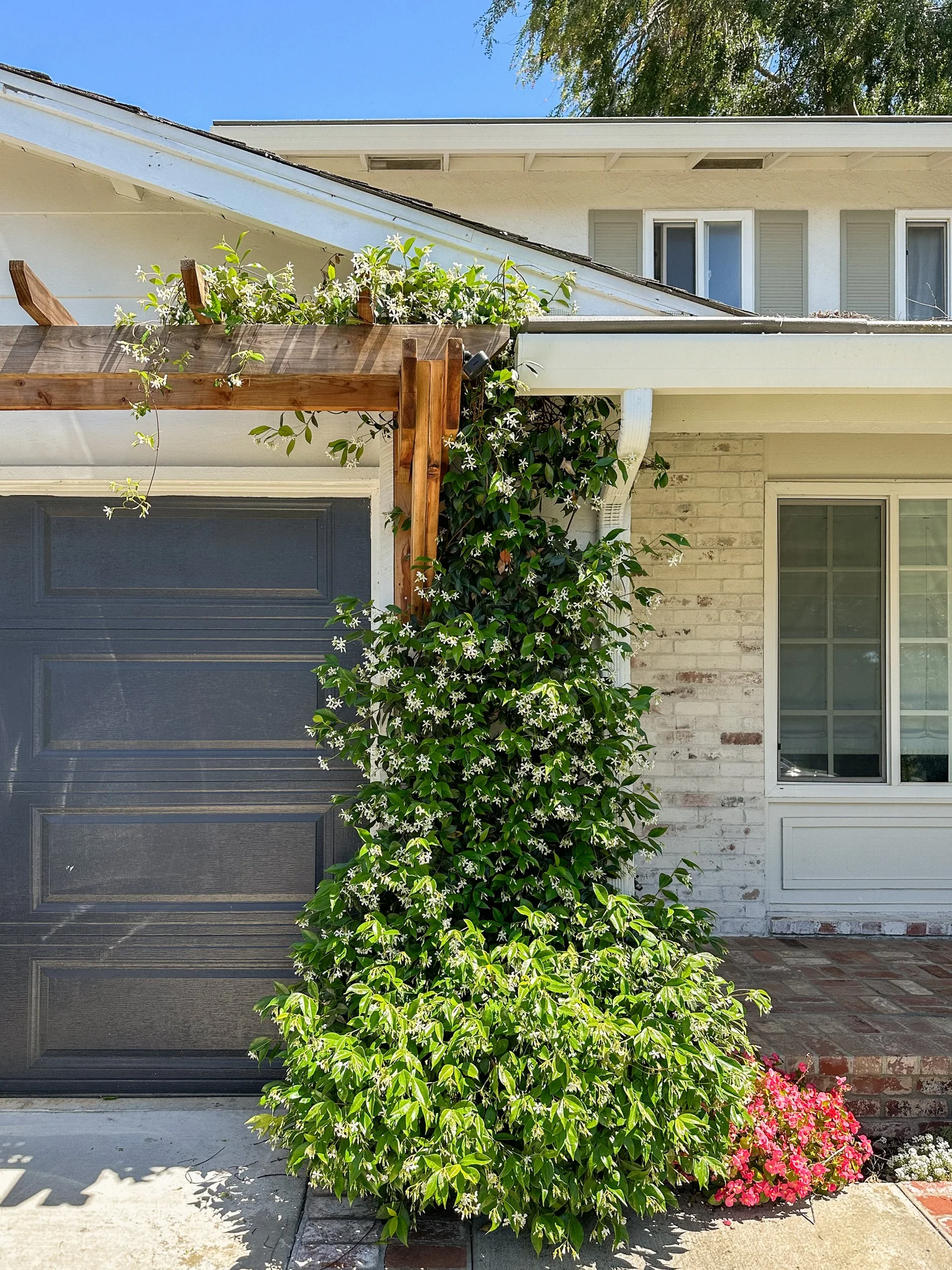 DIY Star Jasmine Trellis Wall — REBECCA & GENEVIEVE