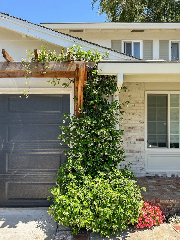 DIY Star Jasmine Trellis Wall — REBECCA & GENEVIEVE