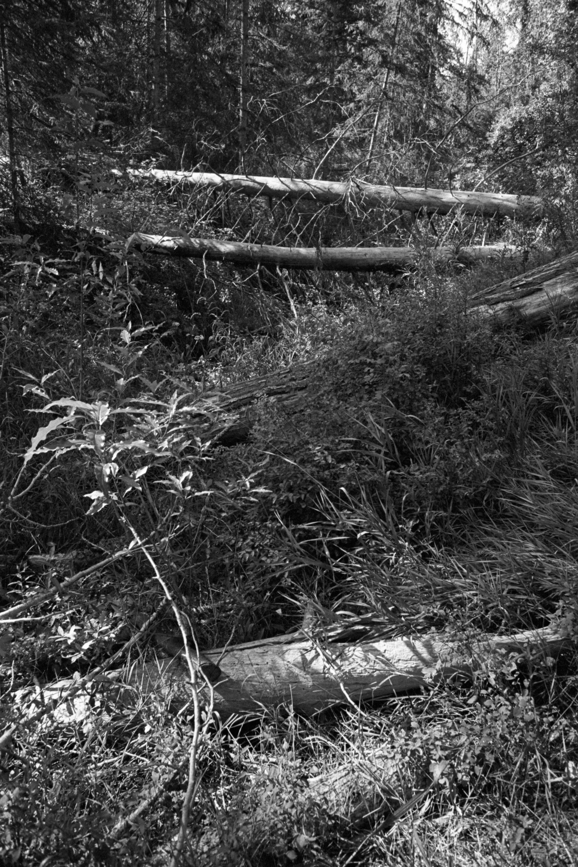 Reminiscence and reflection: summer walking and embracing 28mm ...