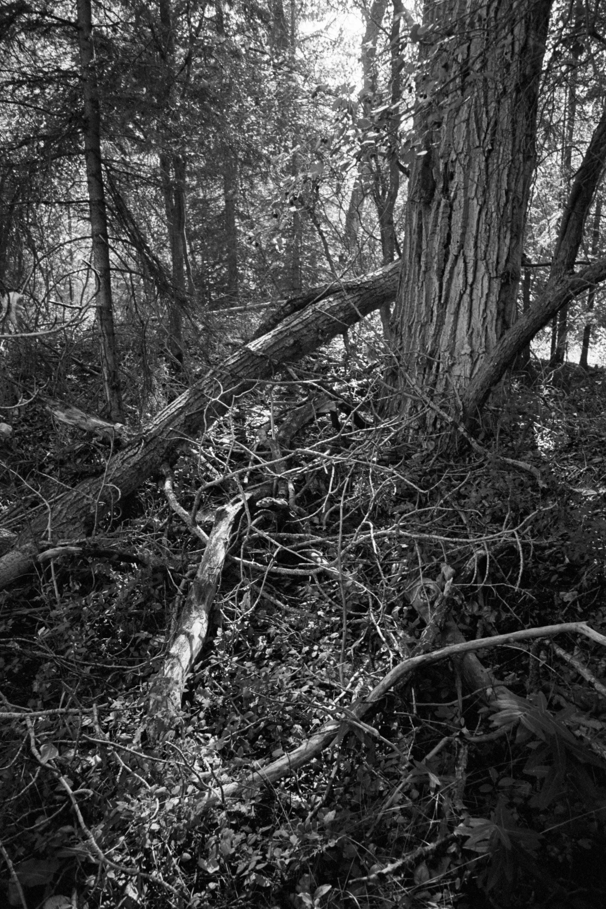 Reminiscence and reflection: summer walking and embracing 28mm ...