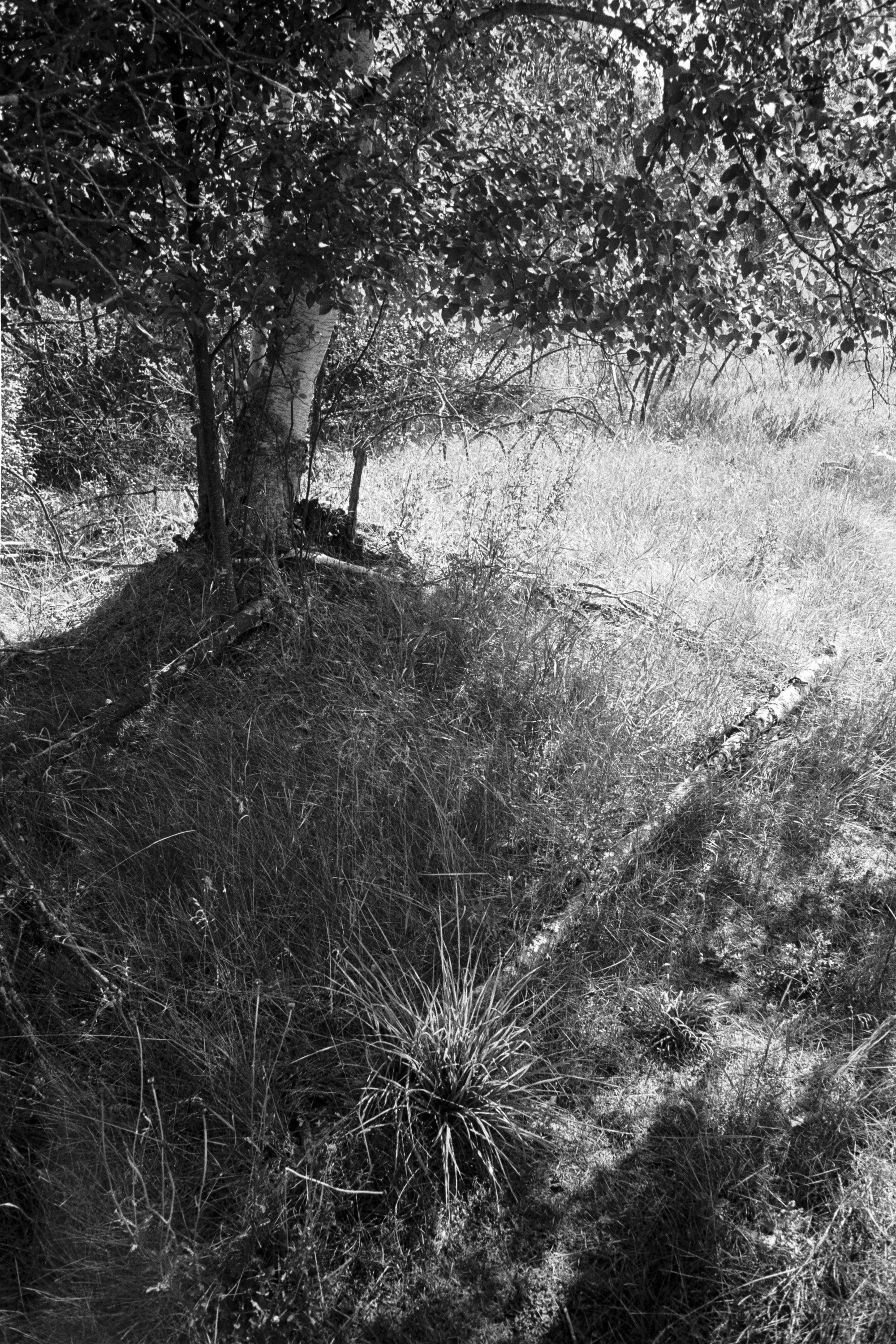 Reminiscence and reflection: summer walking and embracing 28mm ...